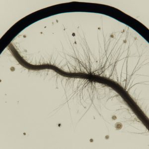 World of Cordyceps Fungi: Anatomy, Life cycle and Species