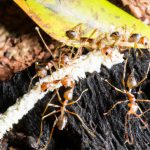 World of Cordyceps Fungi: Anatomy, Life cycle and Species