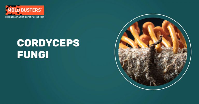 World of Cordyceps Fungi: Anatomy, Life cycle and Species